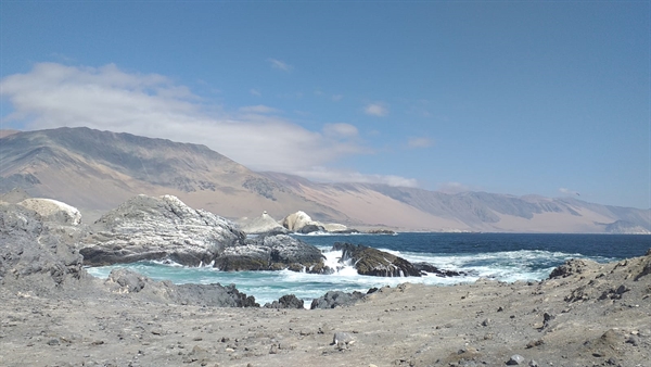 Punta Patache: Sitio prioritario para la biodiversidad > WCS Chile