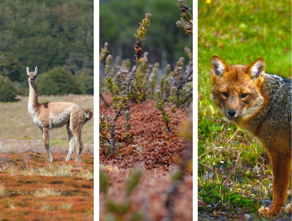 Plan de Manejo del Parque Karukinka: hoja de ruta para su conservación ...
